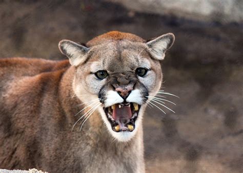 Even More Cougars Spotted In Nb This Time Near Saint Johns R Bar