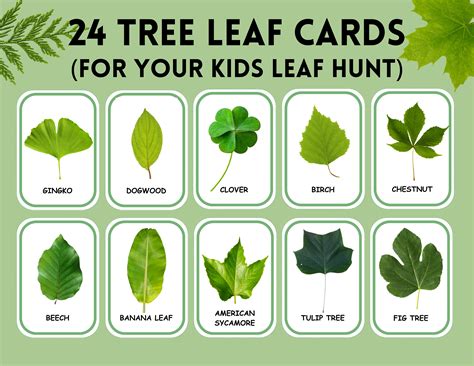 Leaves Flash Cards Leaf Identification Montessori Education Homeschool