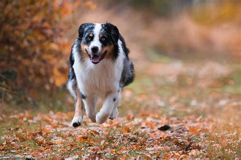 Perros Pastor Australiano Fondo De Pantalla Hd Wallpaperbetter