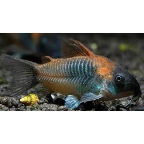 Corydoras Venezuela Orange Heems