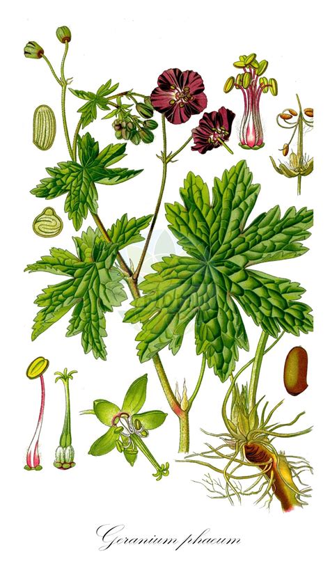 Geraniaceae