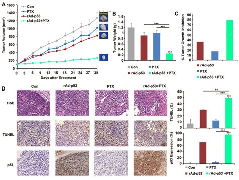 Wt P53 Overexpression Enhanced Antitumor Activity Of Ptx In The Tpc 1