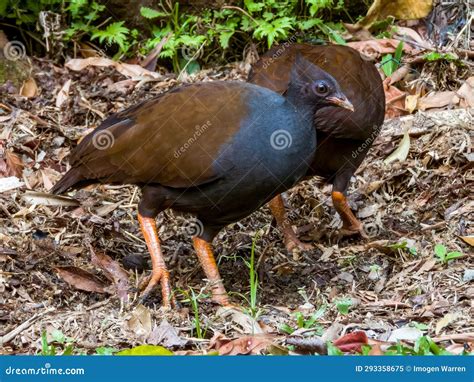Orange Footed Scrubfowl In Queensland Australia Stock Image Image Of