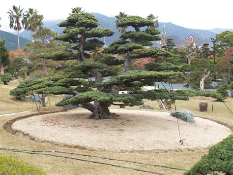Bonsai Landscape Design