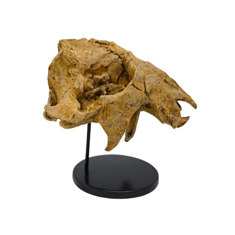 Vintana Skull Cast Fossil Crates