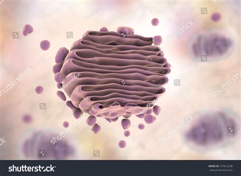Golgi Apparatus Cell Closeup View 3d Stock Illustration 727812208 Shutterstock