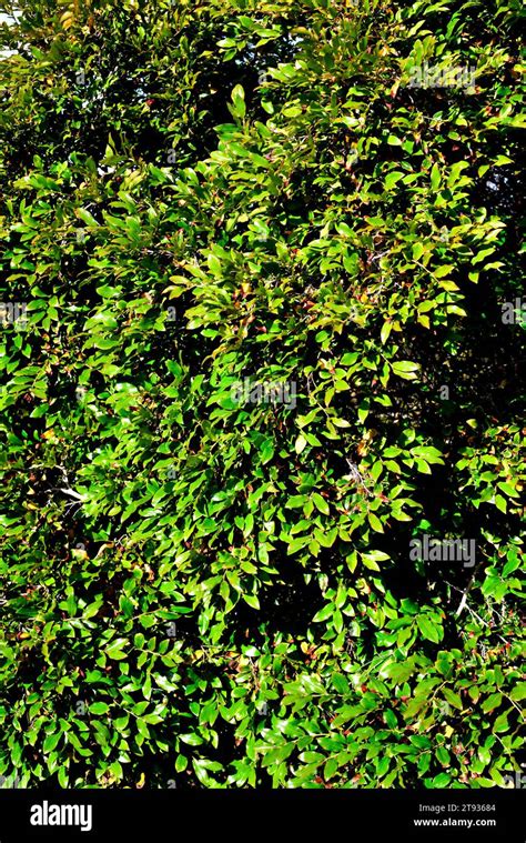 Bladdernut Diospyros Whyteana Is A Small Ornamental Tree Native To