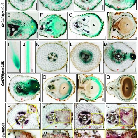 Spatial Expression Pattern Of Gmshr Genes During Nodulation In Soybean Download Scientific