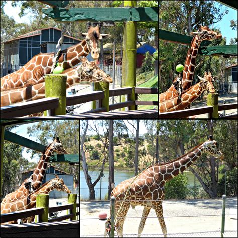 A Look At The Marine World Experience At Six Flags Discovery Kingdom