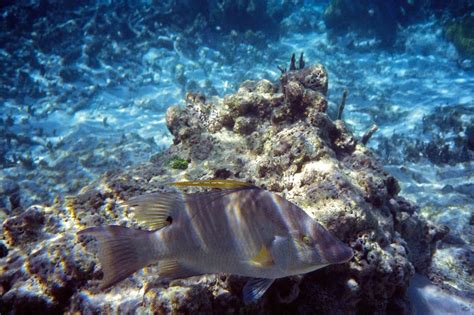 Hogfish Facts Diet Habitat And Pictures On Animaliabio