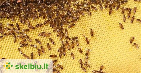 Bičių šeimos Skelbiult