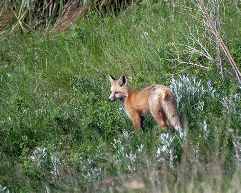 Red Fox Photograph By Karen Herzig Fine Art America