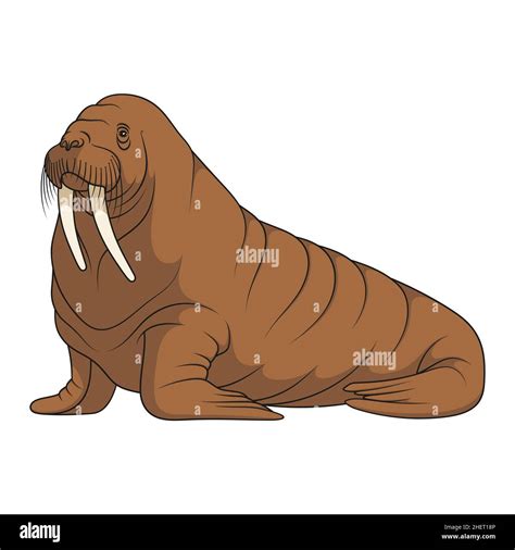 Albino Walrus