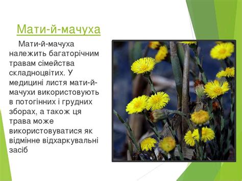 Зелена аптека презентація з медицини