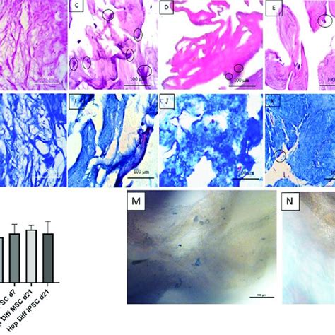 Albumin Detection From Hepatocyte Differentiation In Decellularized Download Scientific Diagram