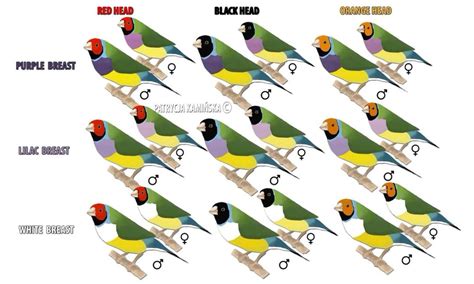 Types Of Gouldian Finches Colorful Bird Variations Fåglar Mönster