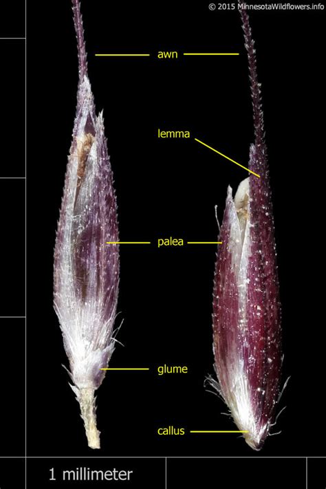 Muhlenbergia Schreberi Nimblewill Minnesota Wildflowers