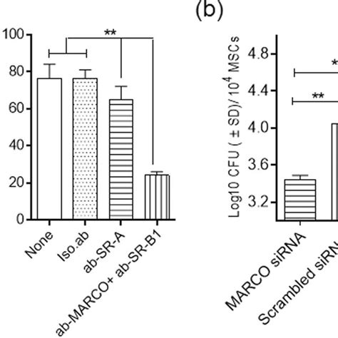 Mesenchymal Stem Cells Phagocytose Mycobacterium Tuberculosis Through