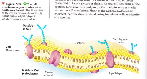 What Is Membrane Process At Nancy Hansen Blog