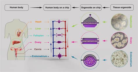 The Multi Organoid On A Chip System Containing The Female Reproductive