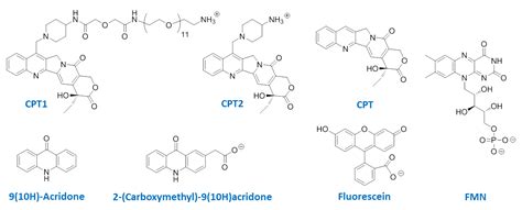Structural And Affinity Analyses Of G Quadruplex Dna Aptamers For