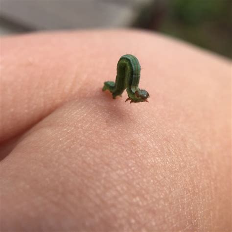 Smallest Thing Earth