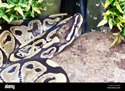Reticulated Python Full Grown