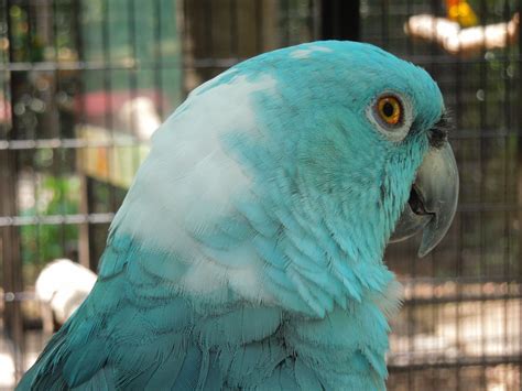 Blue Parrot Watching Map