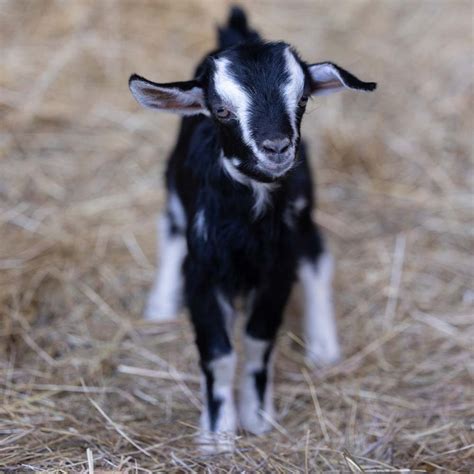 Brandy And Mandy Edgars Mission Farm Sanctuary