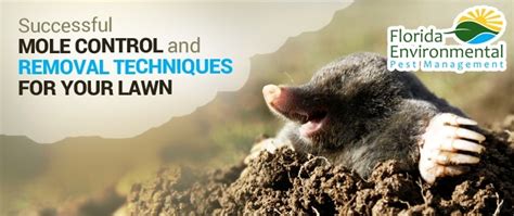 What Do Moles Eat In Florida
