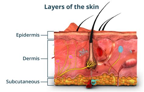 Parts Of The Skin And Their Functions For Grade 3