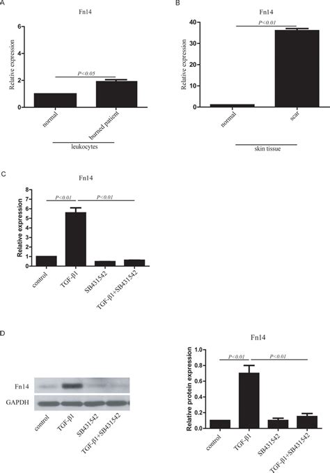 Fn14 Expression In Human Tissue And Cultured Cells In Response To Tgf β