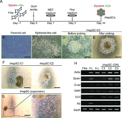 Generation Of Induced Hepatic Stem Cells Ihepscs From Fibroblasts By