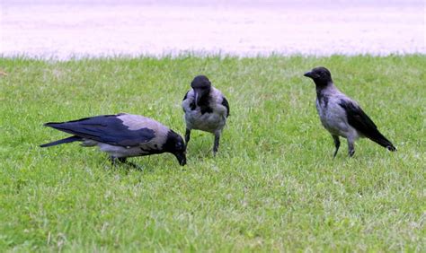 Obrazy Wrony — Zdjęcia Wektory I Wideo Bez Tantiem 61 Adobe Stock
