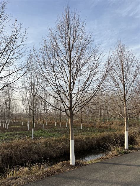 欧洲小叶椴 1 花瓣网