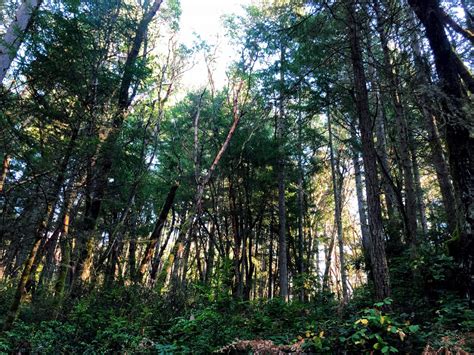 Vashon Island Hiking With Or Without A Car Top Left Adventures