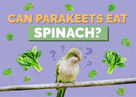 Where Are Parakeets From Vet Approved Facts Origin And Care Tips
