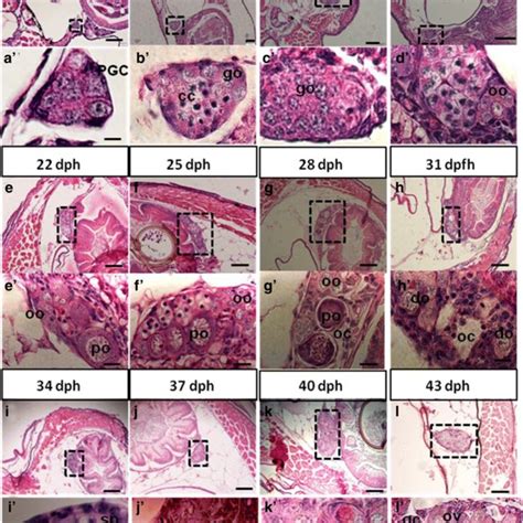 Fecundity And Developmental Ability Of Triploid Zebrafish A Early