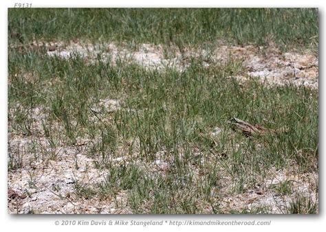 Pseudocopaeodes Eunus Flavus Alkali Skipper