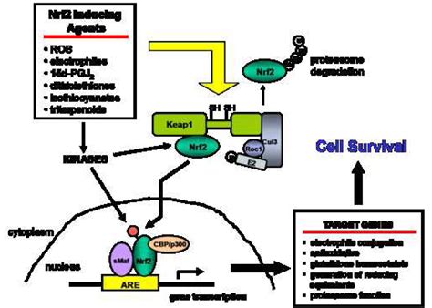 Nrf2 Signaling An Adaptive Response Pathway For Protection Against Environmental Toxic Insults