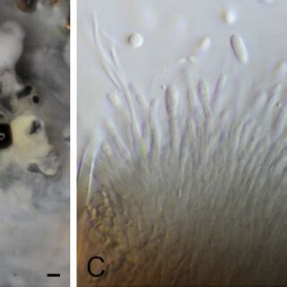 Pdf Four New Endophytic Species Of Diaporthe Diaporthaceae
