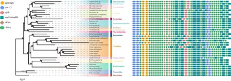 Phylogenetic Tree Inferred From The Partitioned Nucleotide Sequences Of