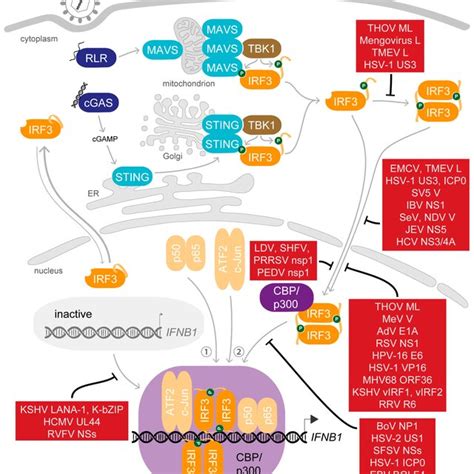 Viral Antagonists Of Phosphorylated Irf3 Viral Inhibitors Of Download Scientific Diagram