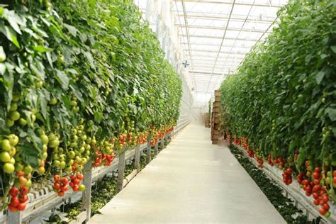 Tips And Tricks For Growing Healthy Greenhouse Tomatoes Happiness Tomato