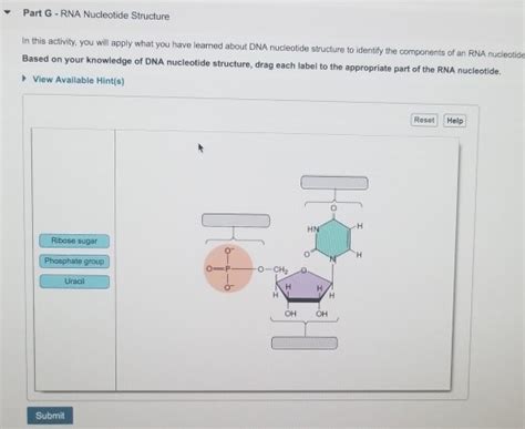Solved Part G RNA Nucleotide Structure In This Activity Chegg
