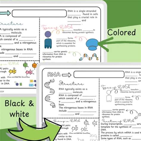Macromolecule Nucleic Acid Lesson Bundle By Biologystem Tpt