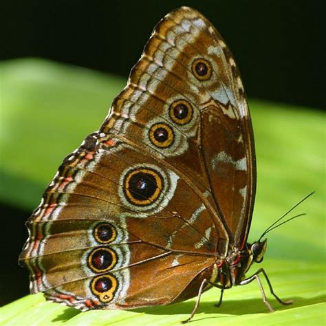 Beautiful Butterfly Wings