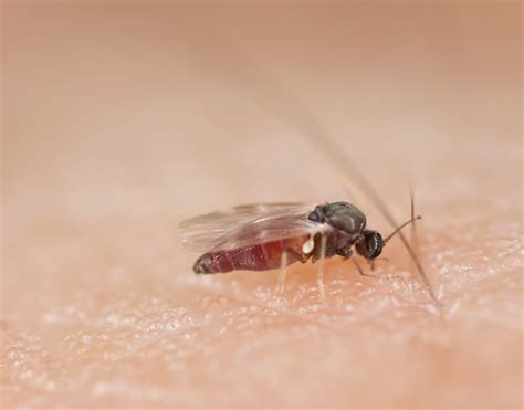 Black Fly Bite Remedy