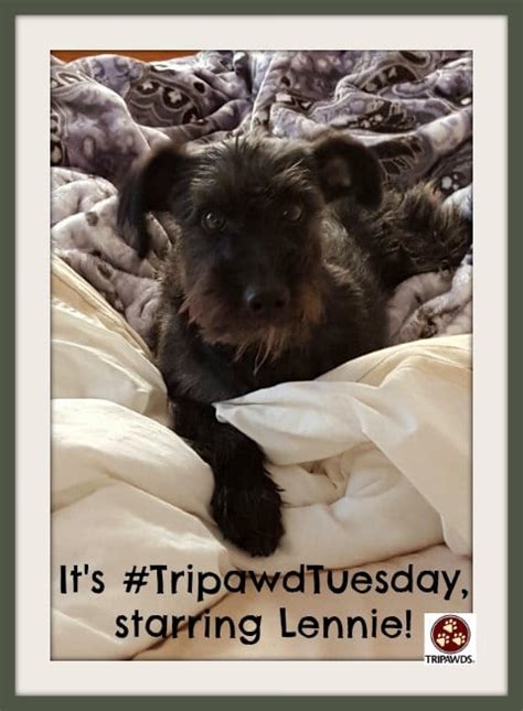 Who Gives Lennie A Puppy