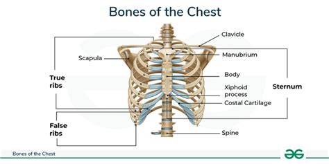 How Many Chest Bones Are In The Human Body Geeksforgeeks